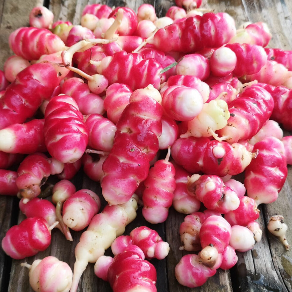 Oca du pérou 'Crimson & Gold' - Le Jardin-Forêt du Chambon