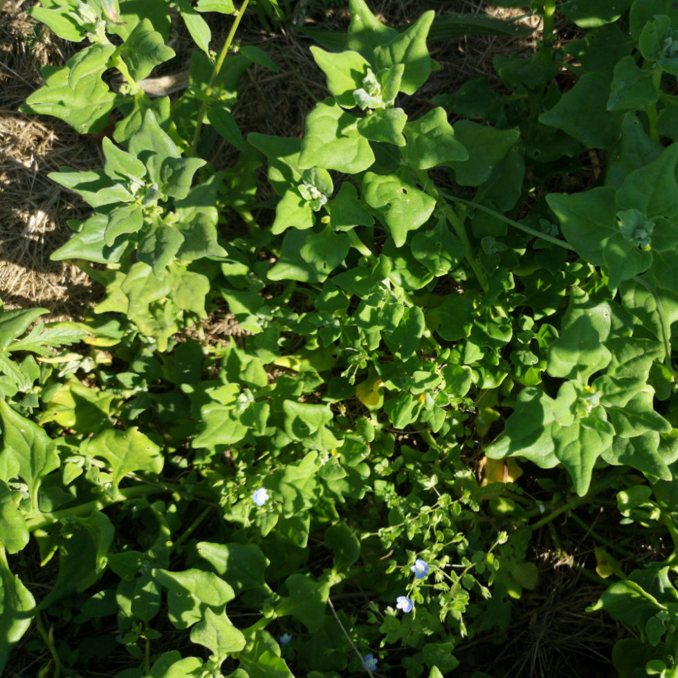 Tétragone cornue - Le Jardin-Forêt du Chambon