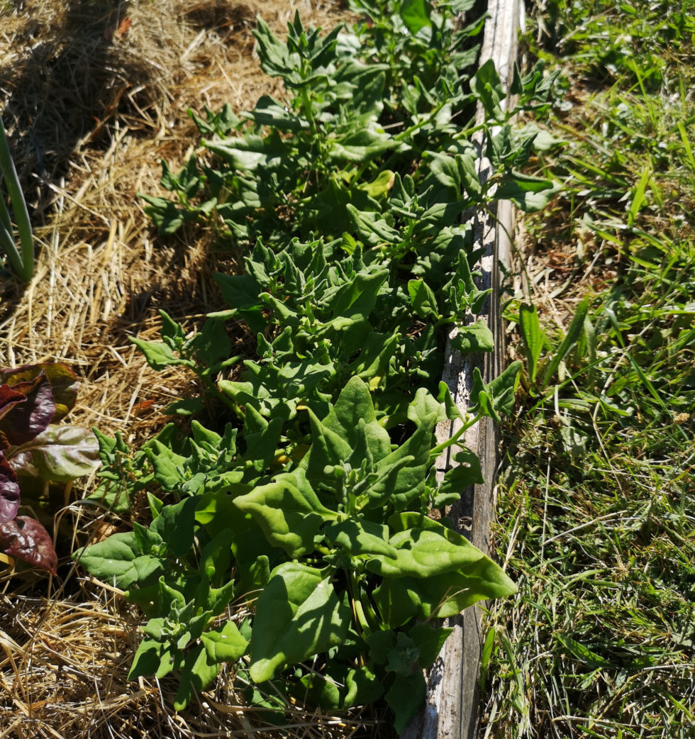 Tétragone cornue - Le Jardin-Forêt du Chambon
