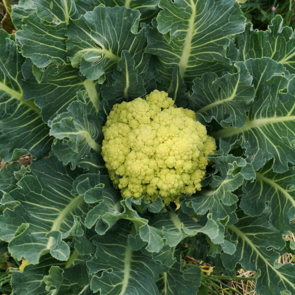 Brocoli Nine star perennial - Le Jardin-Forêt du Chambon