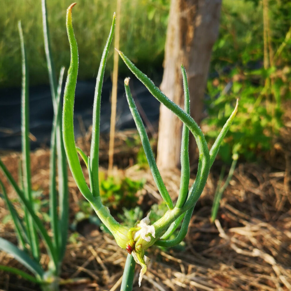 Oignon rocambole - Le Jardin-Forêt du Chambon
