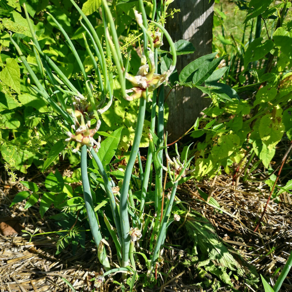 Oignon rocambole - Le Jardin-Forêt du Chambon