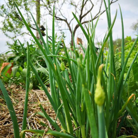 Oignon rocambole - Le Jardin-Forêt du Chambon