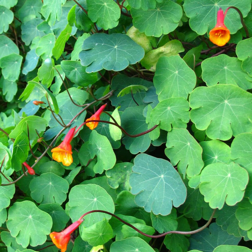 Capucine tubéreuse - Le Jardin-Forêt du Chambon