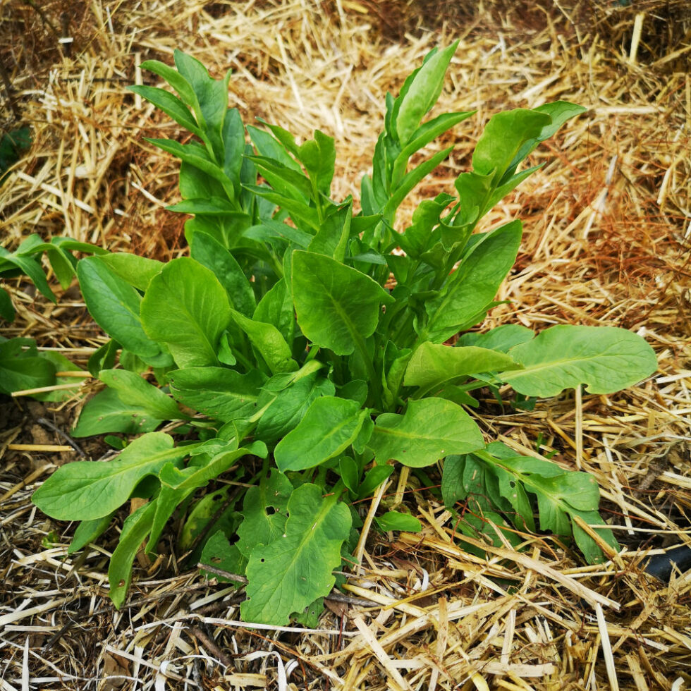 Mâche perpétuelle - Le Jardin-Forêt du Chambon